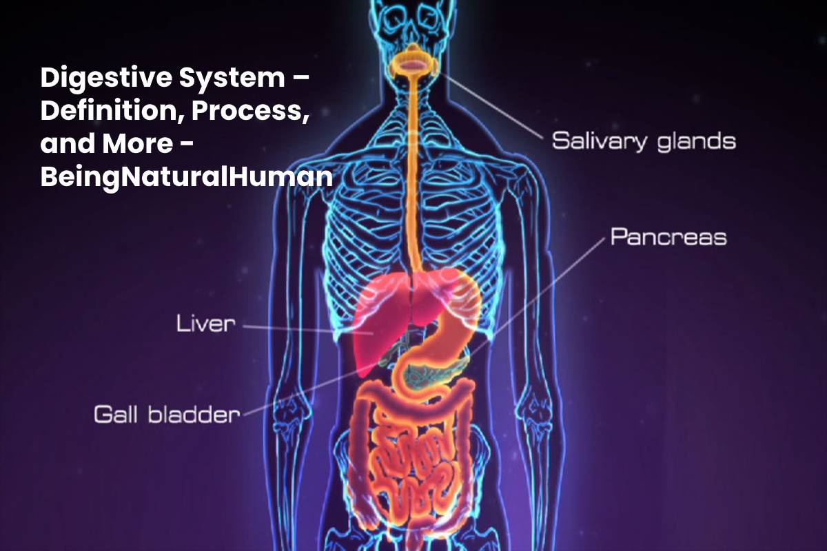 Vitamins Definition Digestive System at Dorla Walker blog